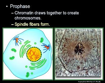 Prophase I Definition Stages And Quiz Biology Dictionary
